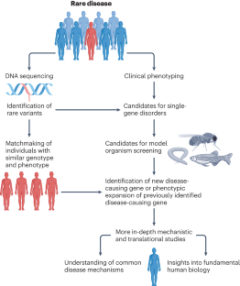 Studying rare diseases can help many | Texas Children's