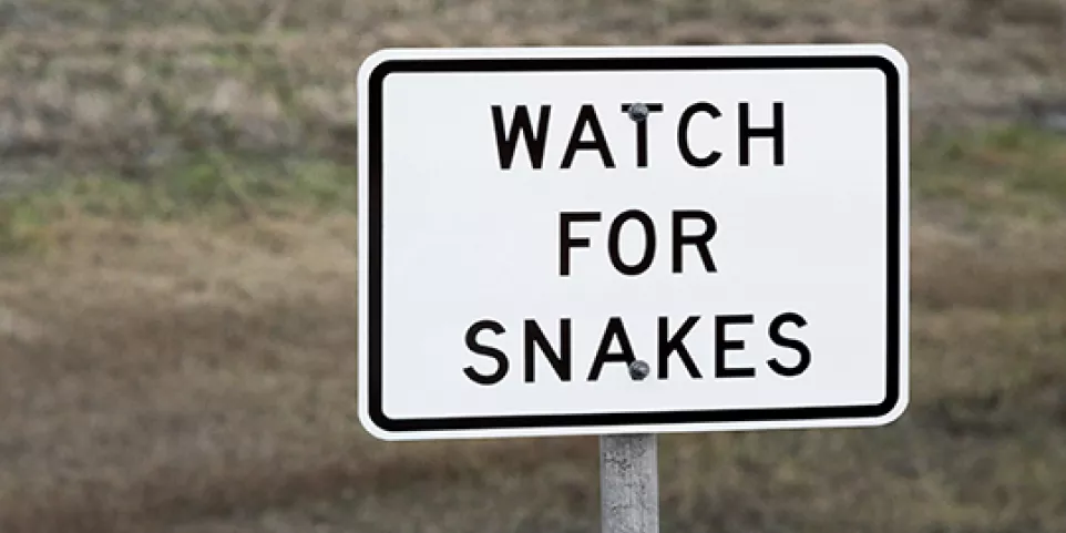 Snake Bites: What Do I Need To Know? | Texas Children's