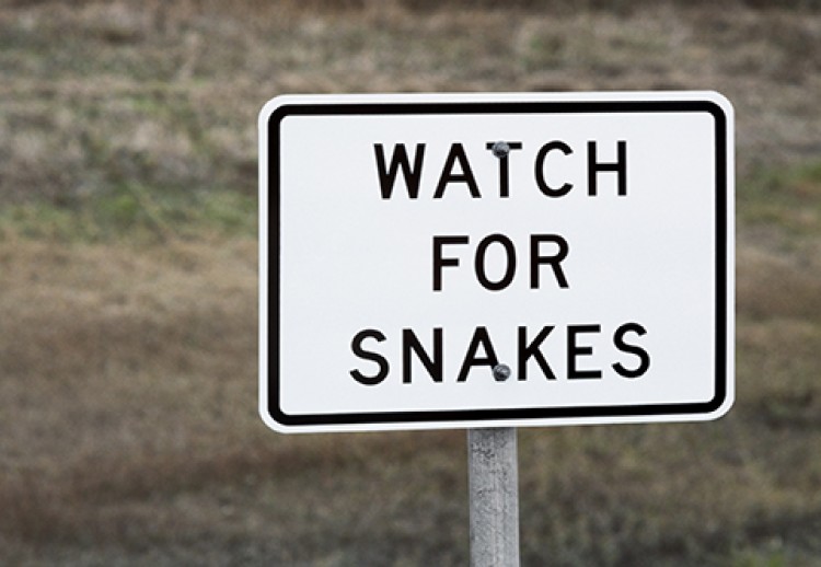 Snake Bites: What Do I Need To Know? | Texas Children's